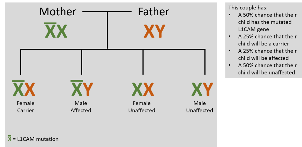 Finding Our Way with L1CAM | Hydrocephalus Association
